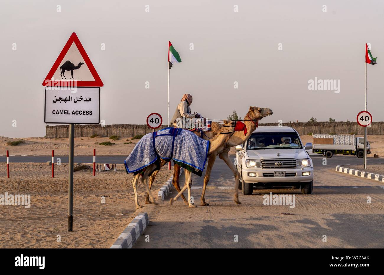 A jockey with his camel crosses a road at the Al Marmoum Camel ...