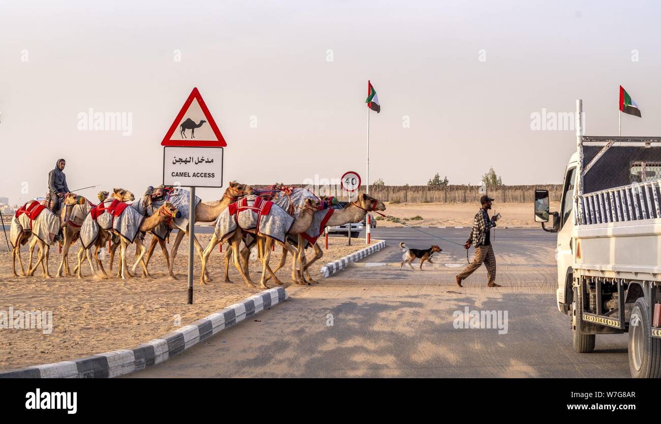 Al Marmoum Dubai High Resolution Stock Photography and Images - Alamy