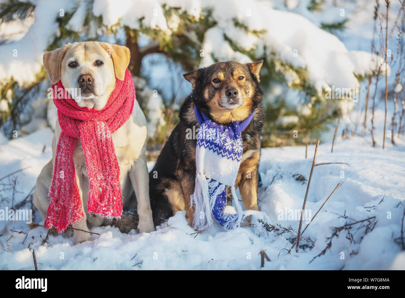 Black Labrador Snow High Resolution Stock Photography and Images - Alamy