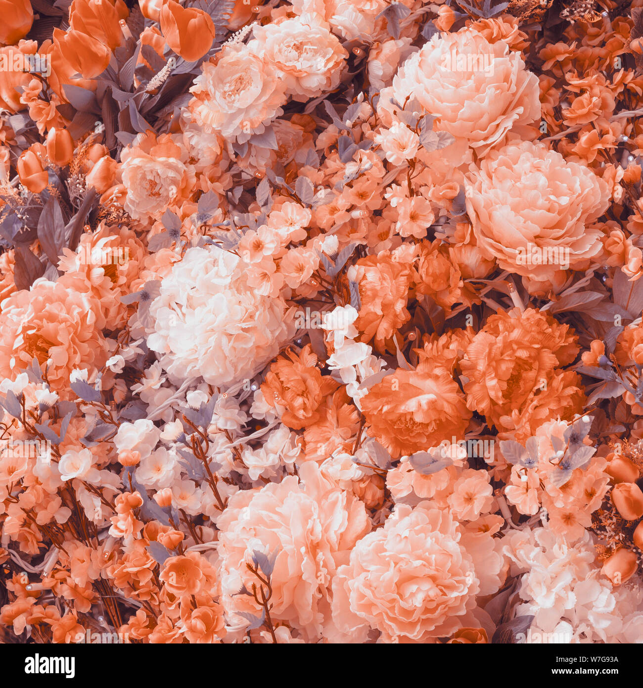 Abstract background of flowers. Close-up Stock Photo - Alamy
