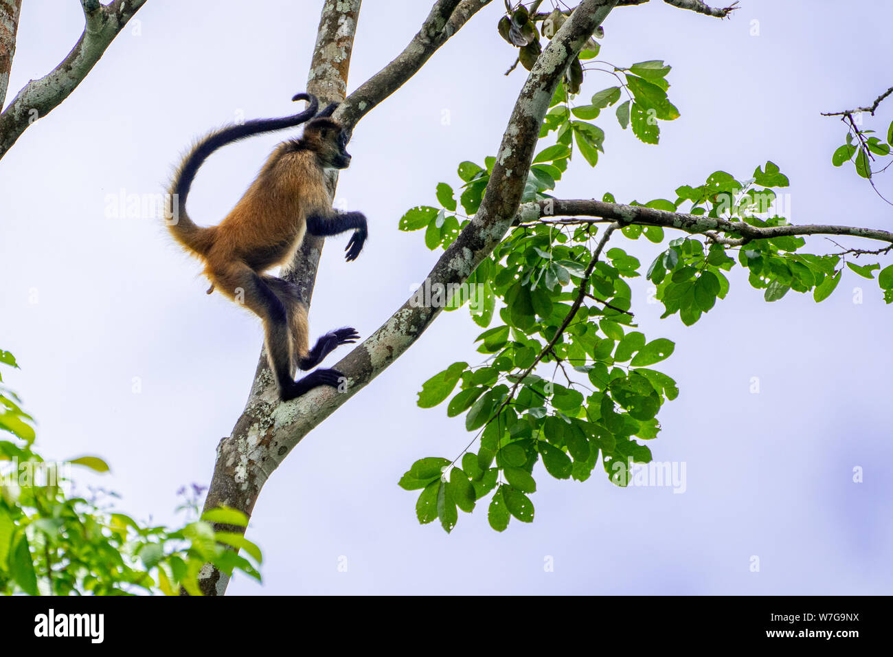Geoffroy's spider monkey (Ateles geoffroyi Stock Photo - Alamy