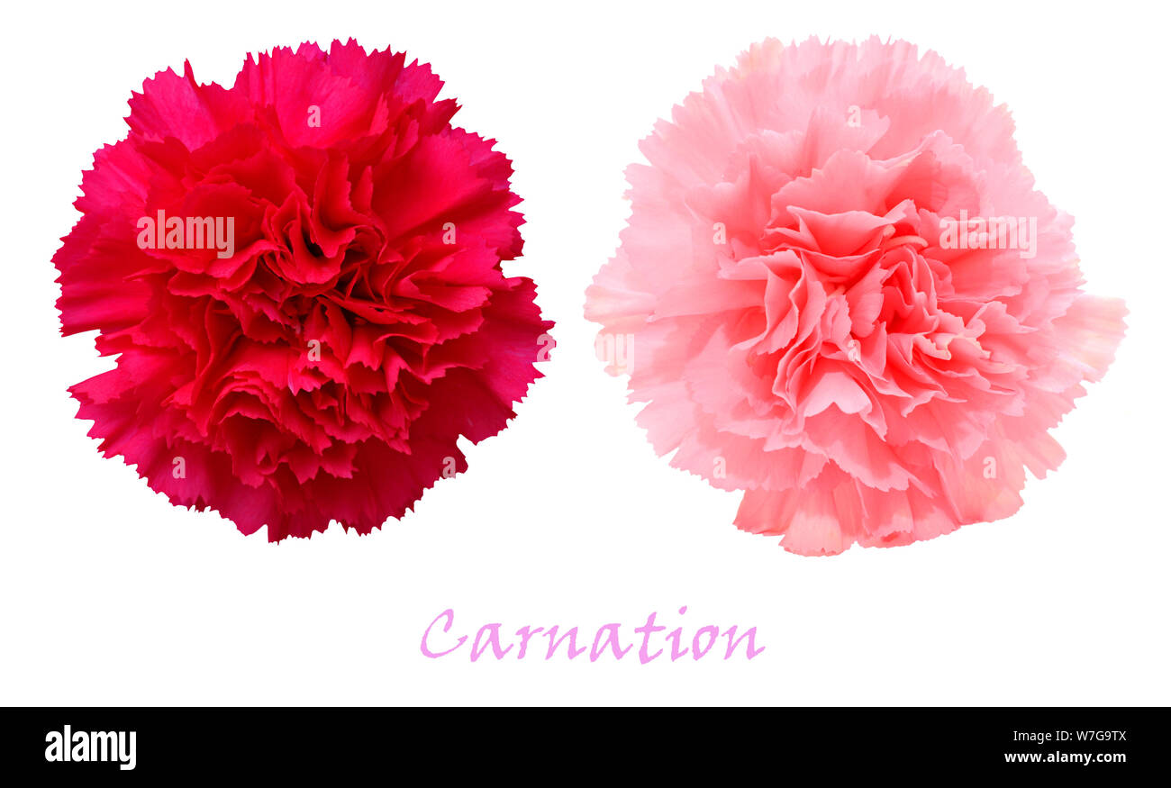 two colorful carnations isolate on white background Stock Photo - Alamy