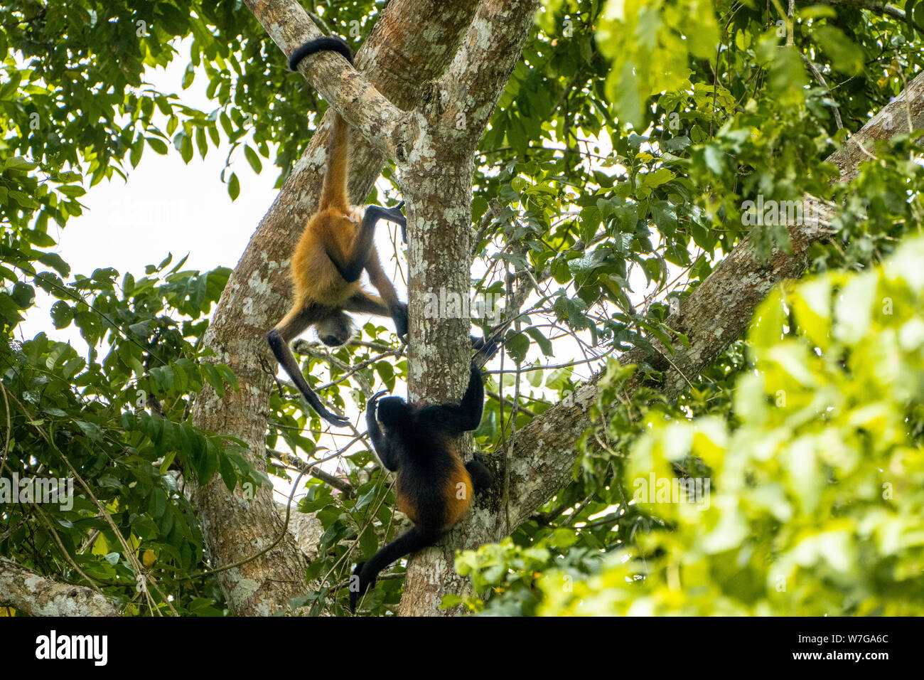 Geoffroy's spider monkey & Golden-mantled howler Stock Photo - Alamy