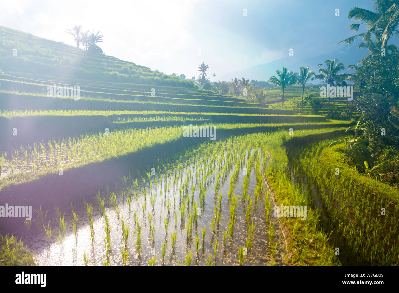 Rice fields of Jatiluwih in southeast Bali, Indonesia Stock Photo - Alamy