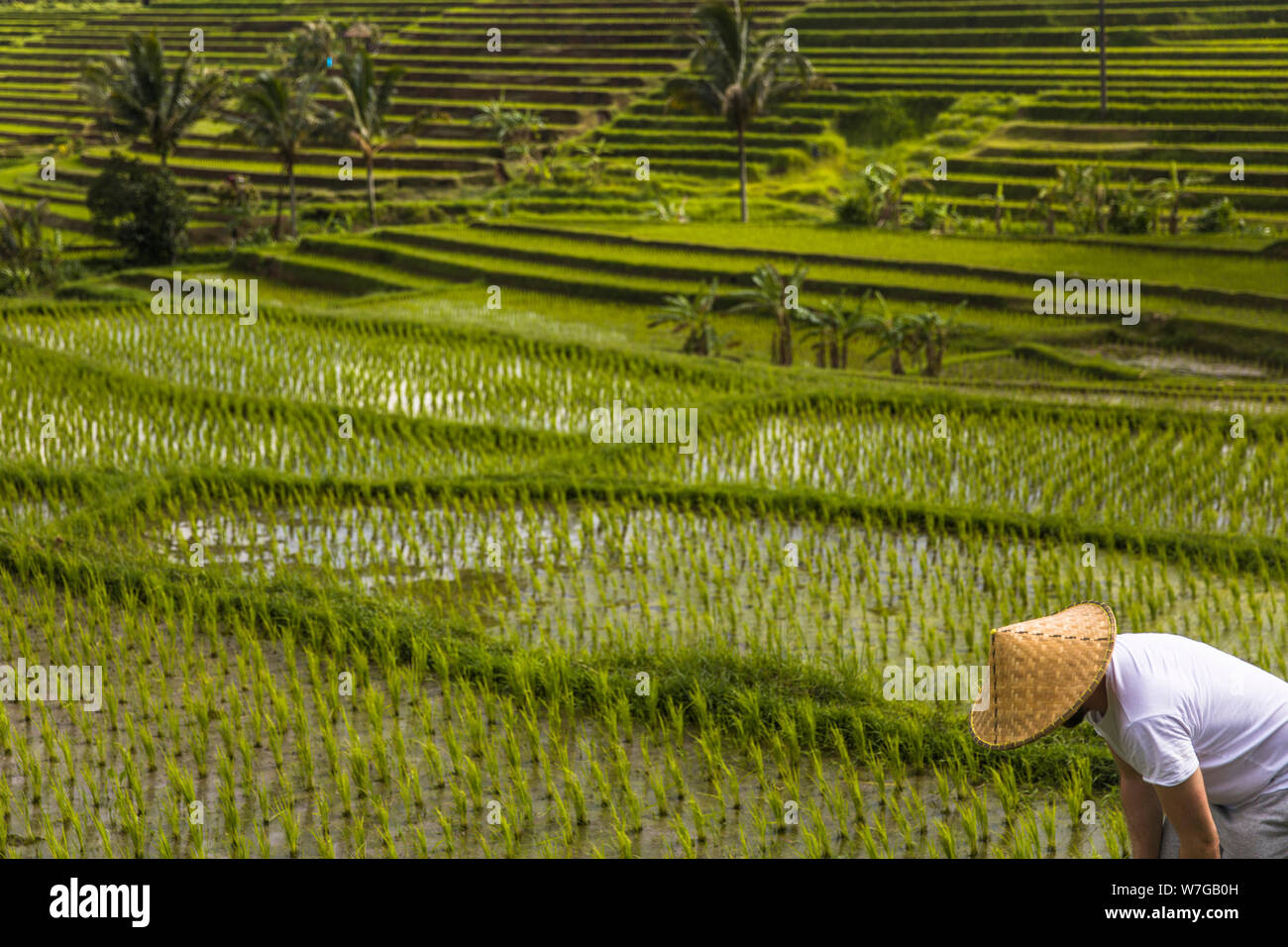 Man with traditional balinese cap at rice fields of Jatiluwih in ...