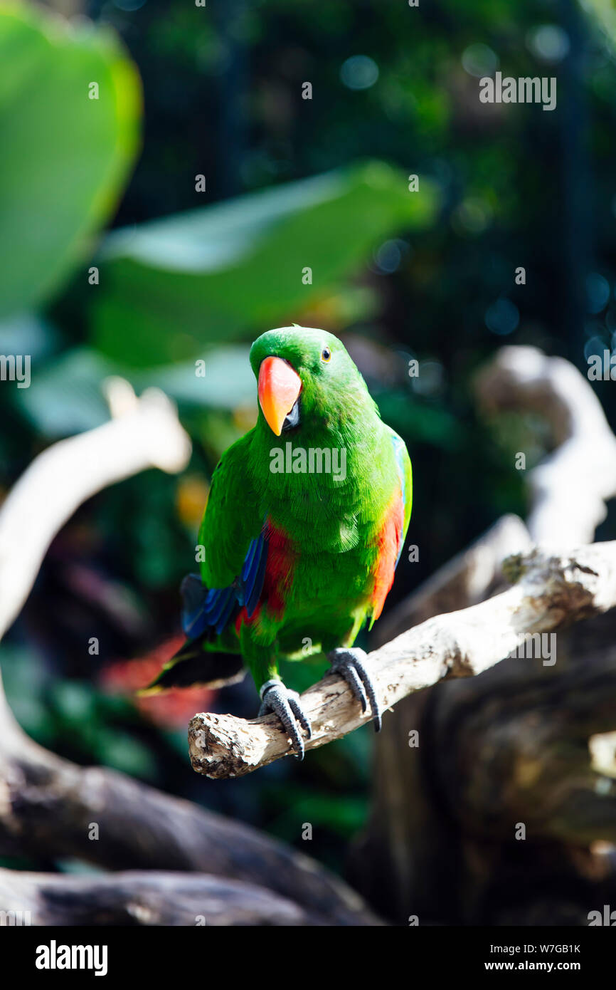 Green eclectus parrot with orange nib and red and blue feathers at Bali ...