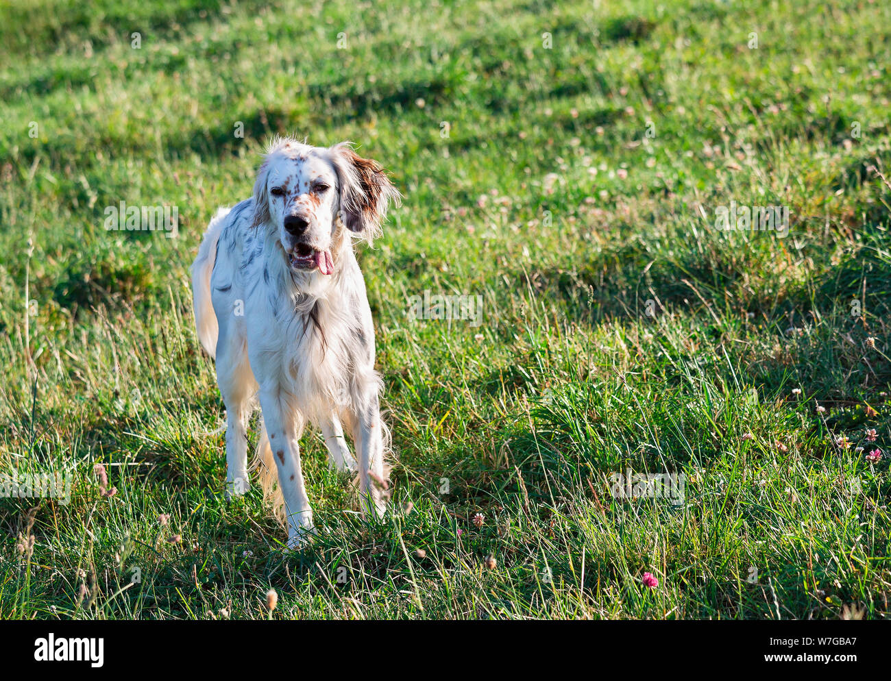 English setter puppy hi-res stock photography and images - Alamy