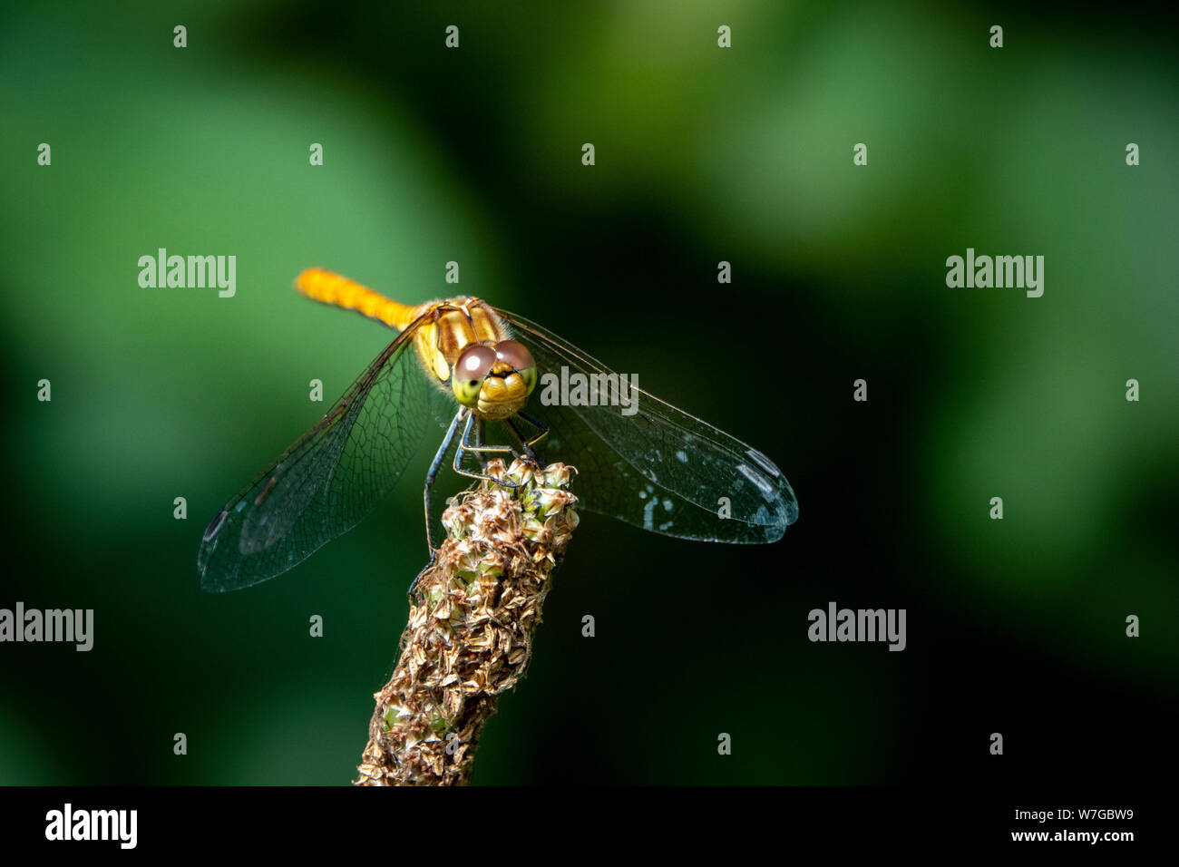 Drooping wings at rest hi-res stock photography and images - Alamy
