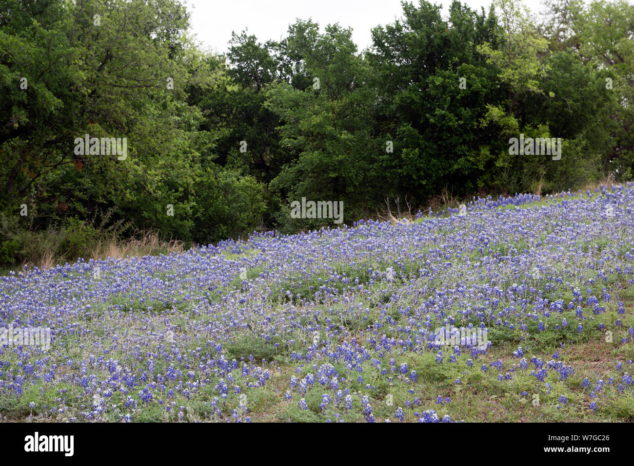 Array of bluebonnets in the corner of a schoolyard in Marble Falls in ...