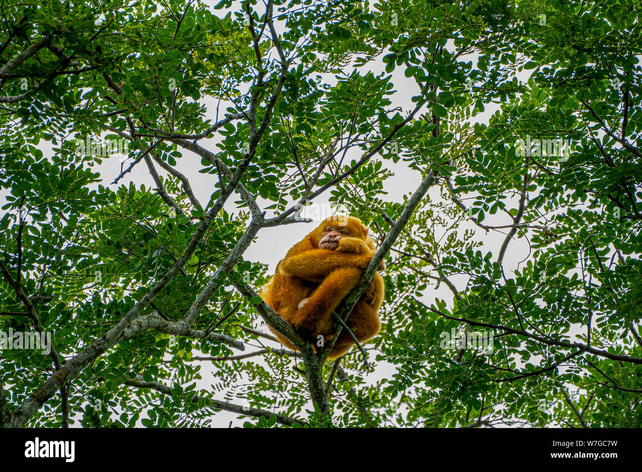 Albino Golden-mantled Howler Monkey (Alouatta palliata palliata ...