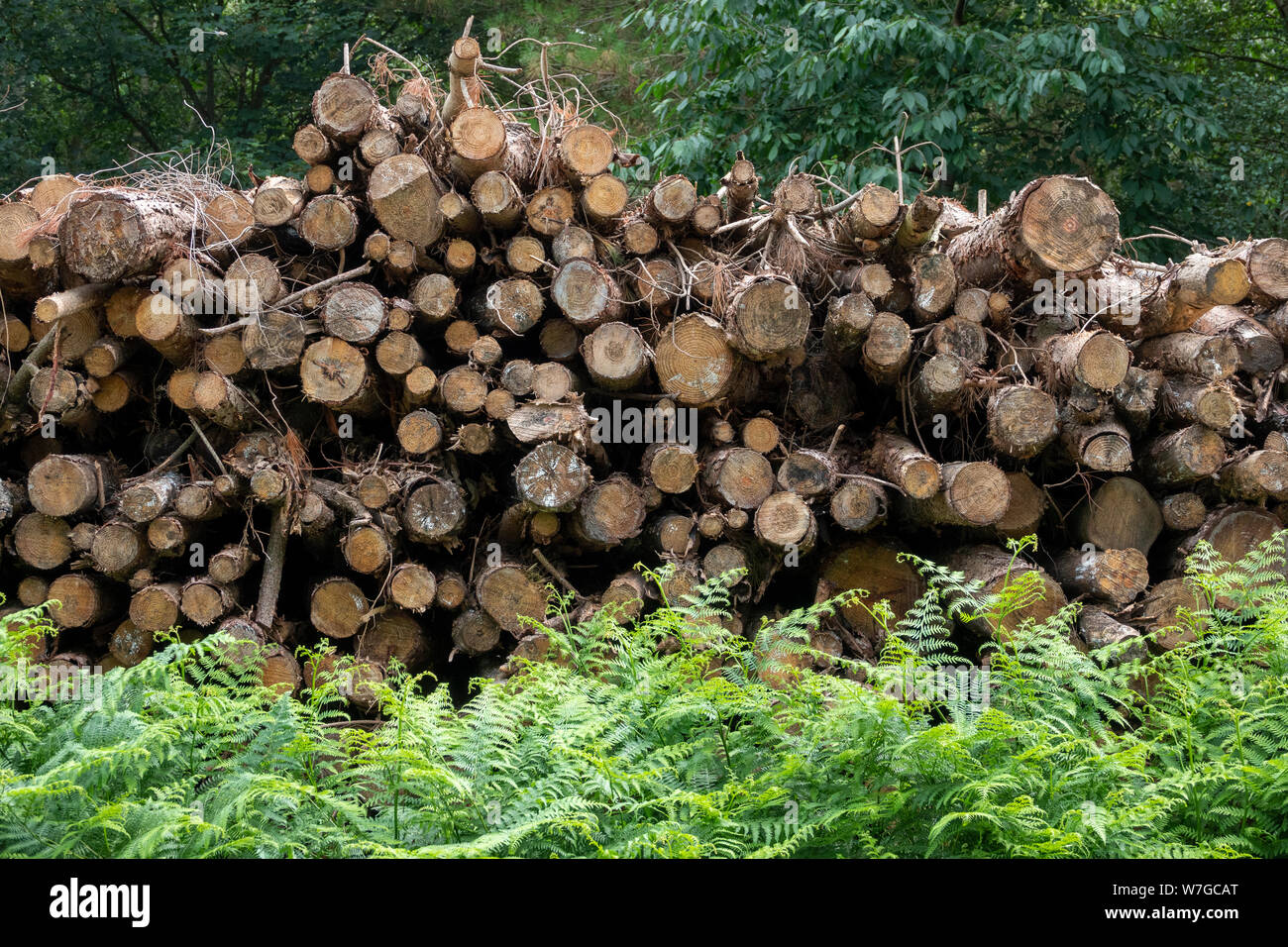 Stacks of lengths of felled timber by forest track Stock Photo - Alamy