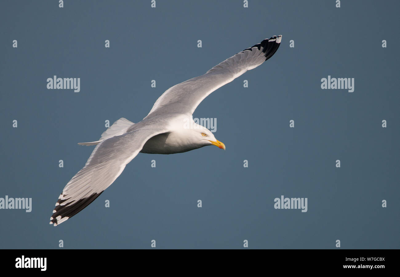 White spots at wingtips hi-res stock photography and images - Alamy