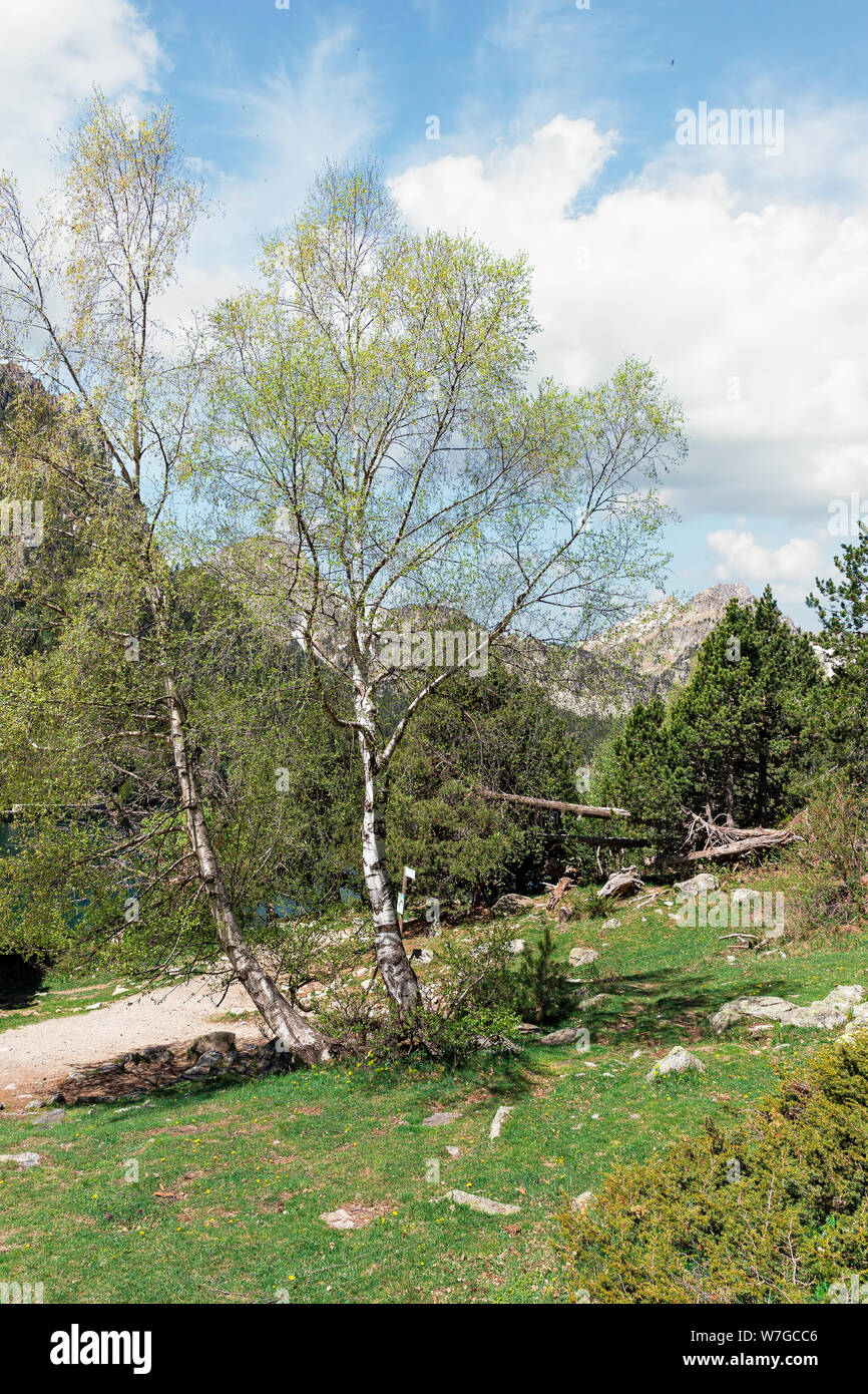 trees and road in the Pyrenees mountains, Spain Stock Photo - Alamy