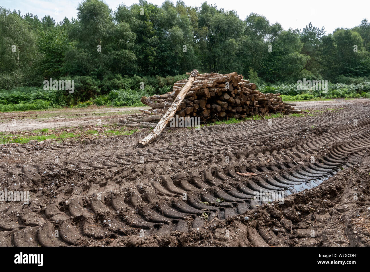 Stacks of lengths of felled timber by forest track showing heavy ...