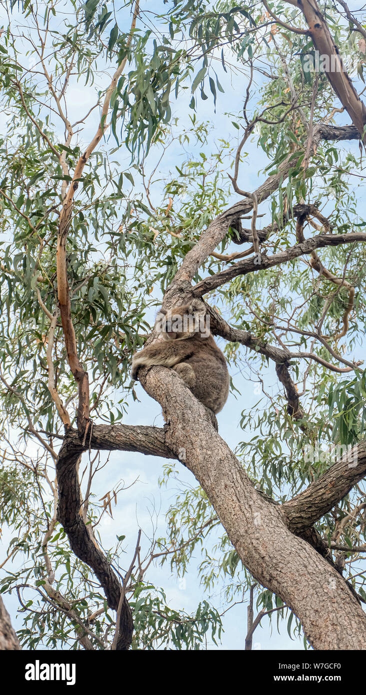 Koala hanging on the tree on Raymond Island Stock Photo - Alamy