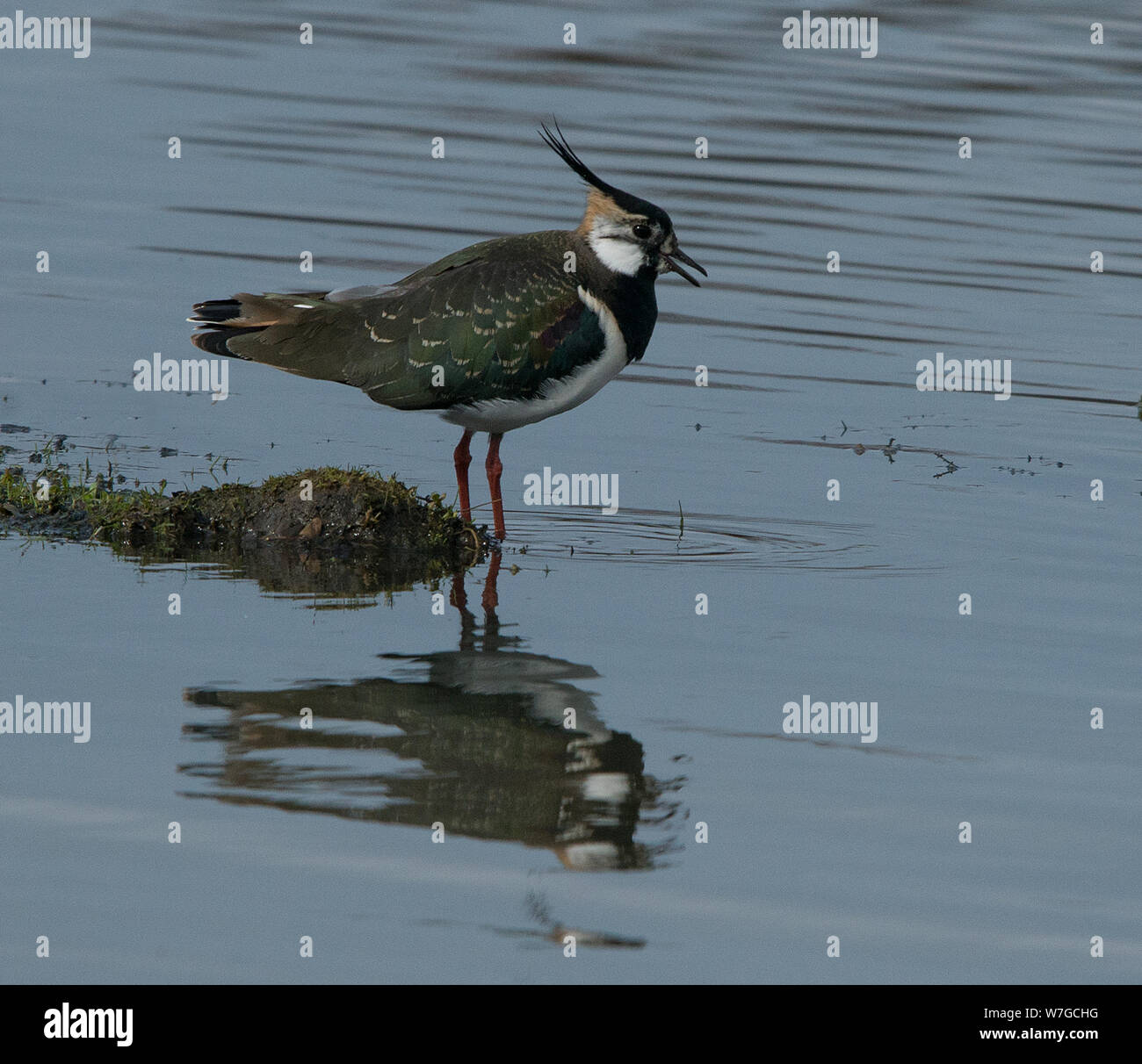 Lapwing calling at waters edge with beak open and colouring of plumage ...