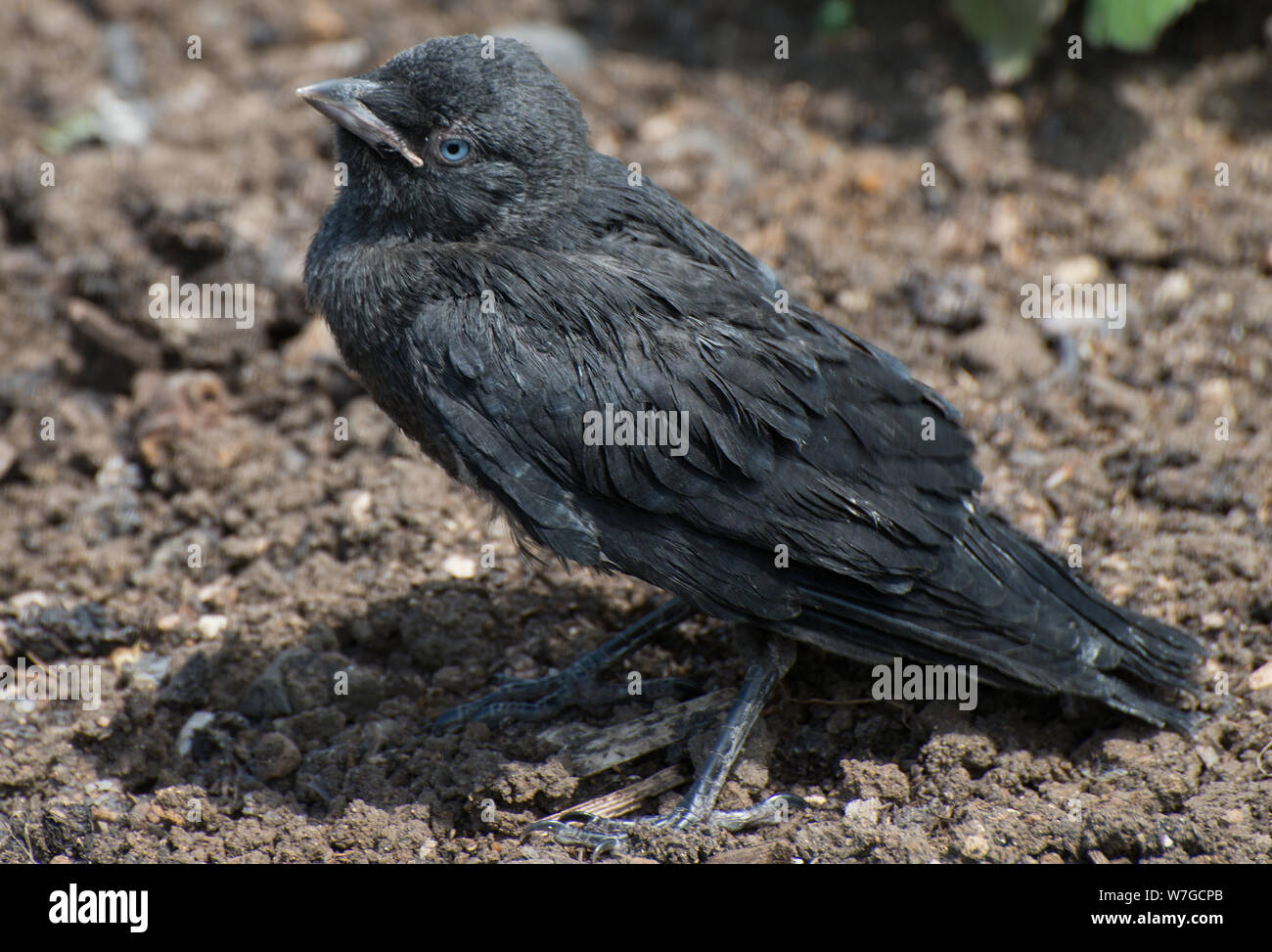 Clear view of juvenile Jackdaw in close up and on the ground Stock ...