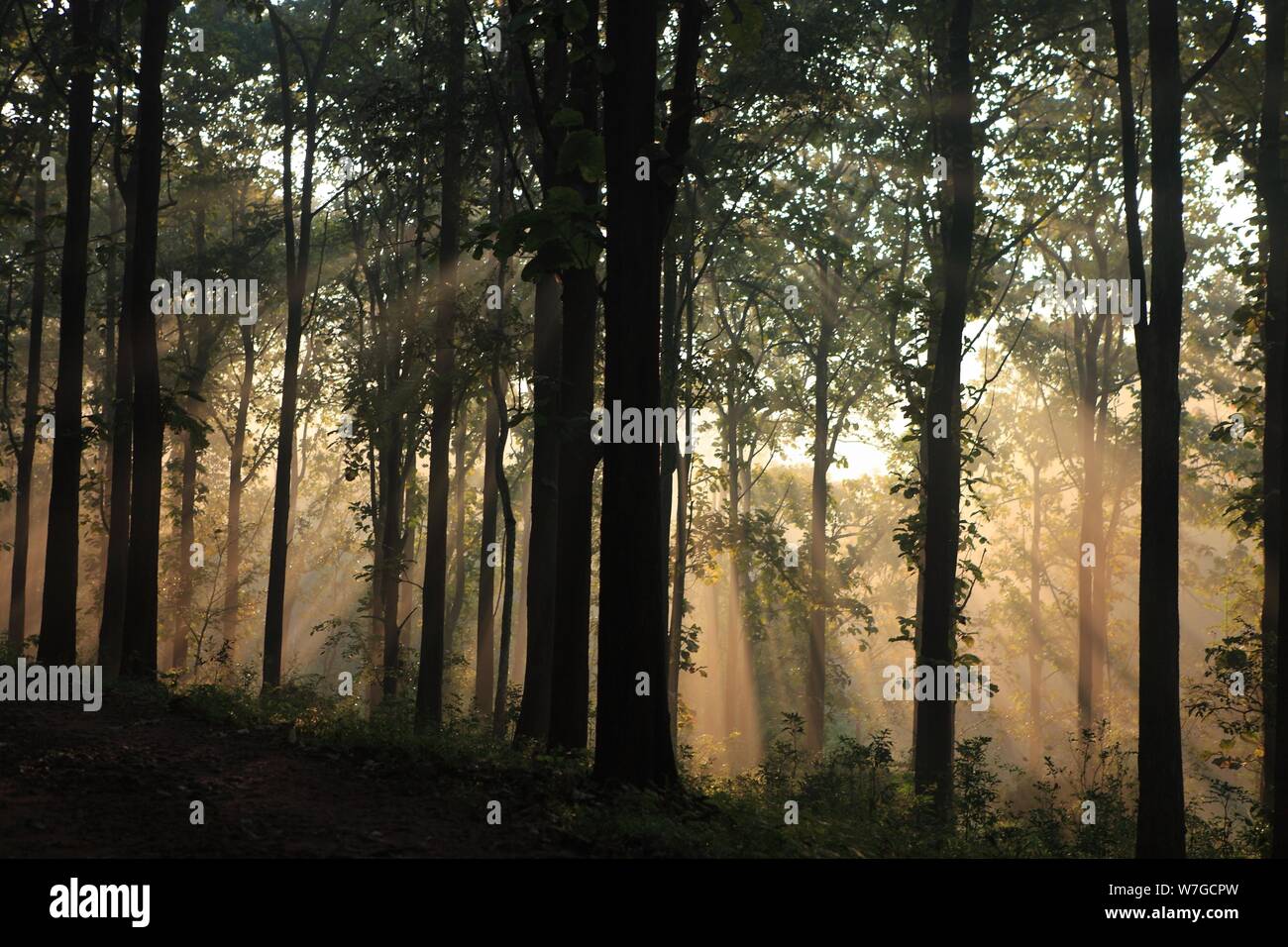 Wayanad forest hi-res stock photography and images - Alamy