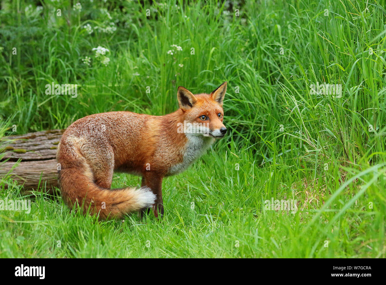 The Red Fox (vulpes vulpes) : is an iconic species of British wildlife ...