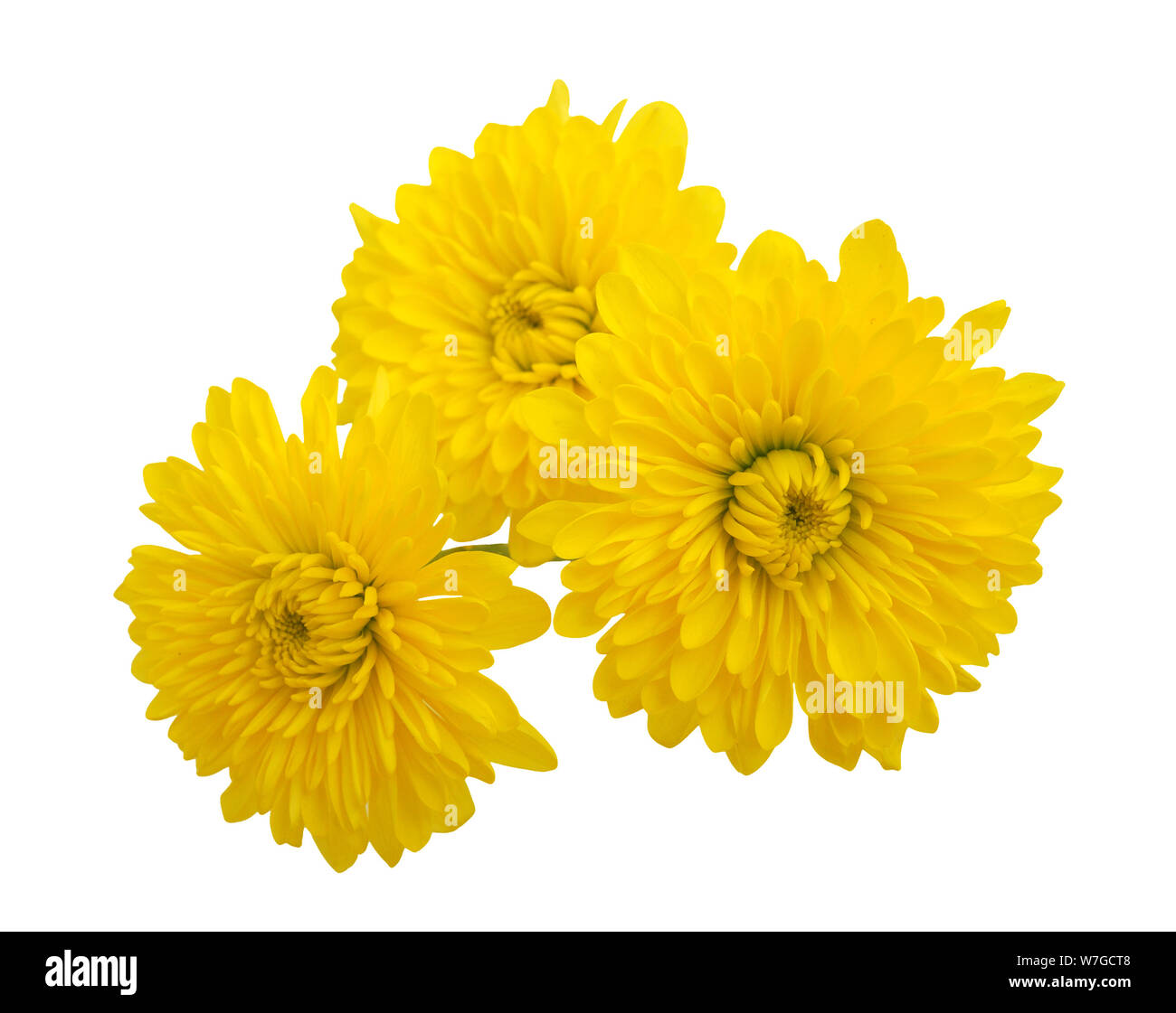 three yellow daisy isolated on white background Stock Photo - Alamy