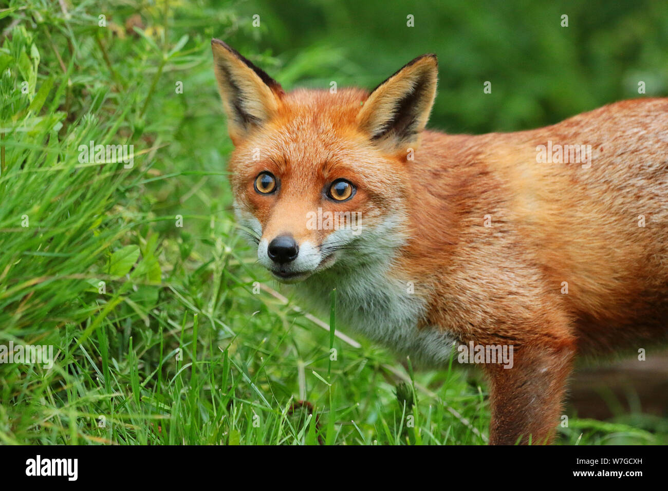The Red Fox (vulpes vulpes) : is an iconic species of British wildlife ...