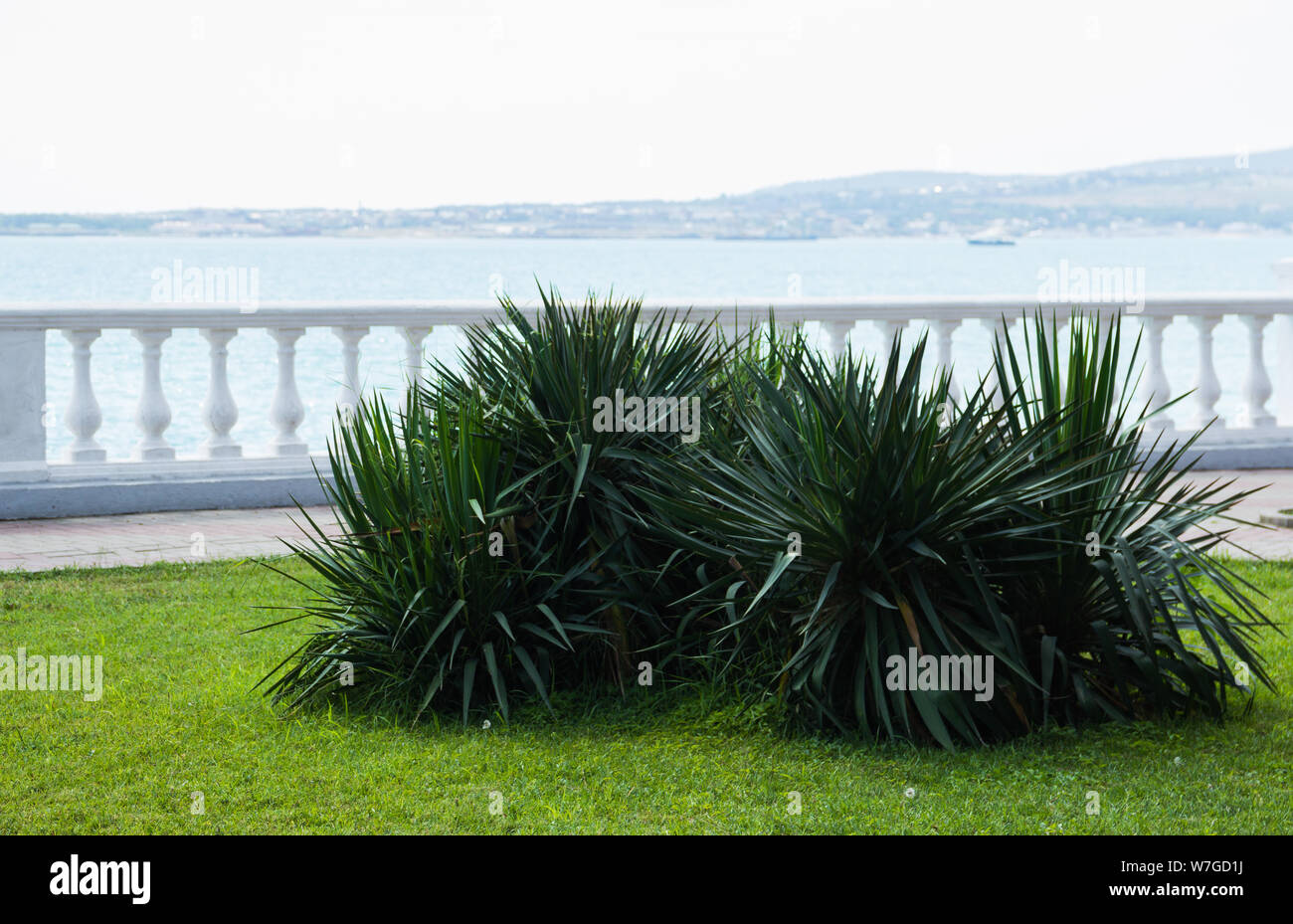view from the Sunny promenade with palm trees on the sea coast ...