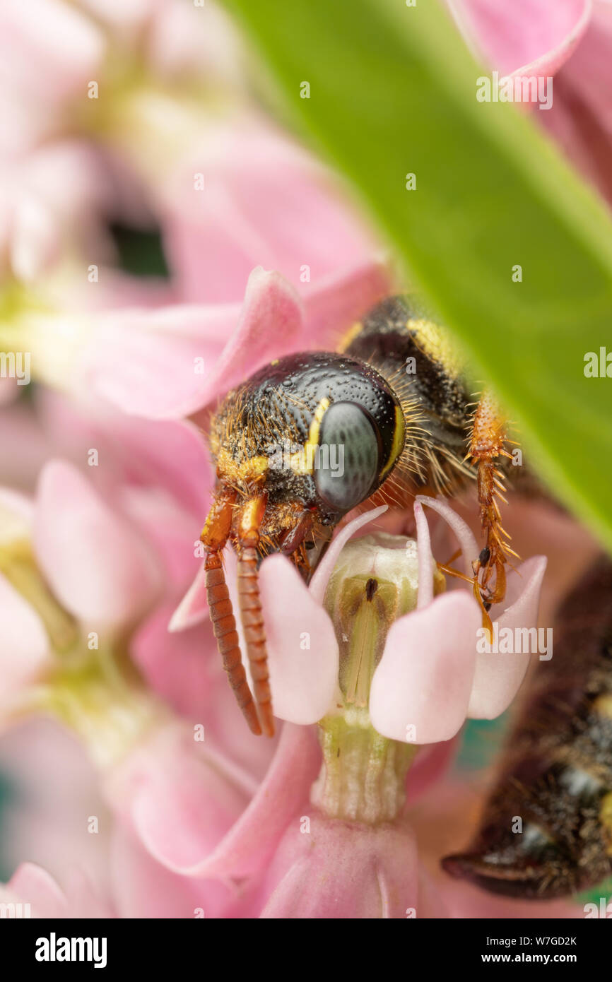 Close up of a cicada killer on milkweed flowers eating pollen Stock ...