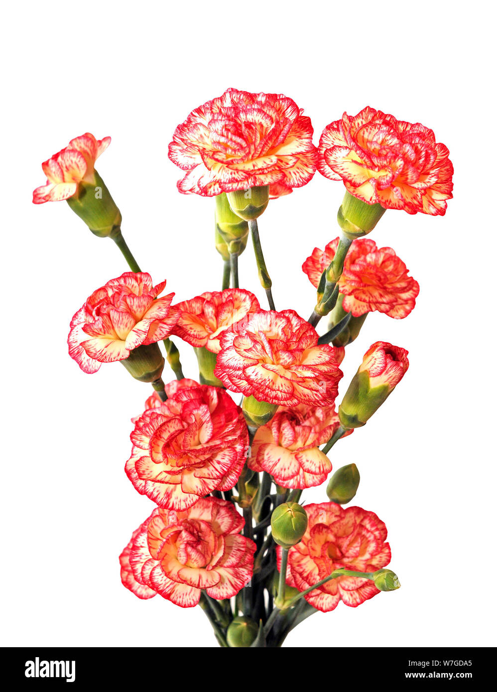 a bunch of carnation isolated on white background Stock Photo - Alamy