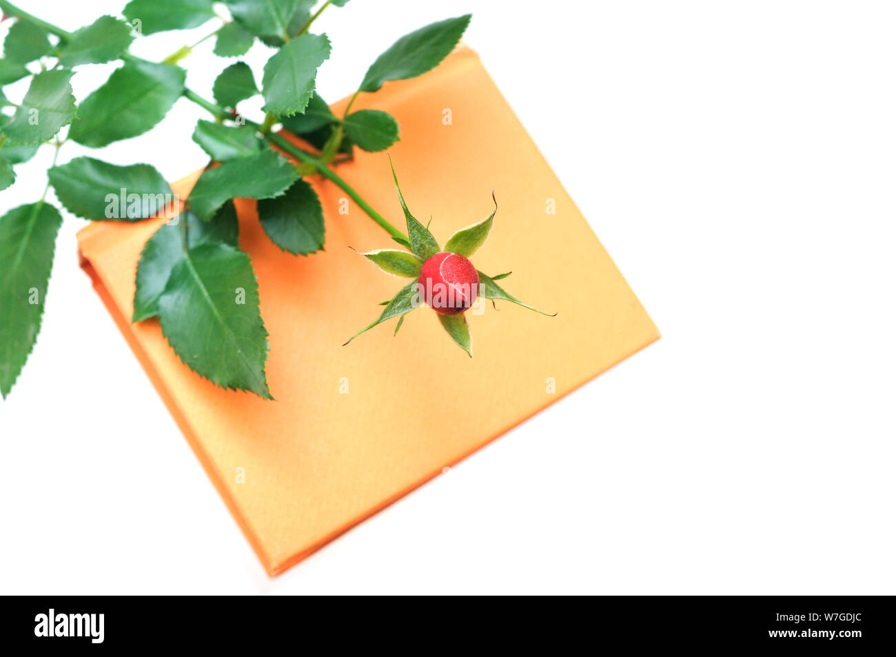 Orange rose single withered hi-res stock photography and images - Alamy