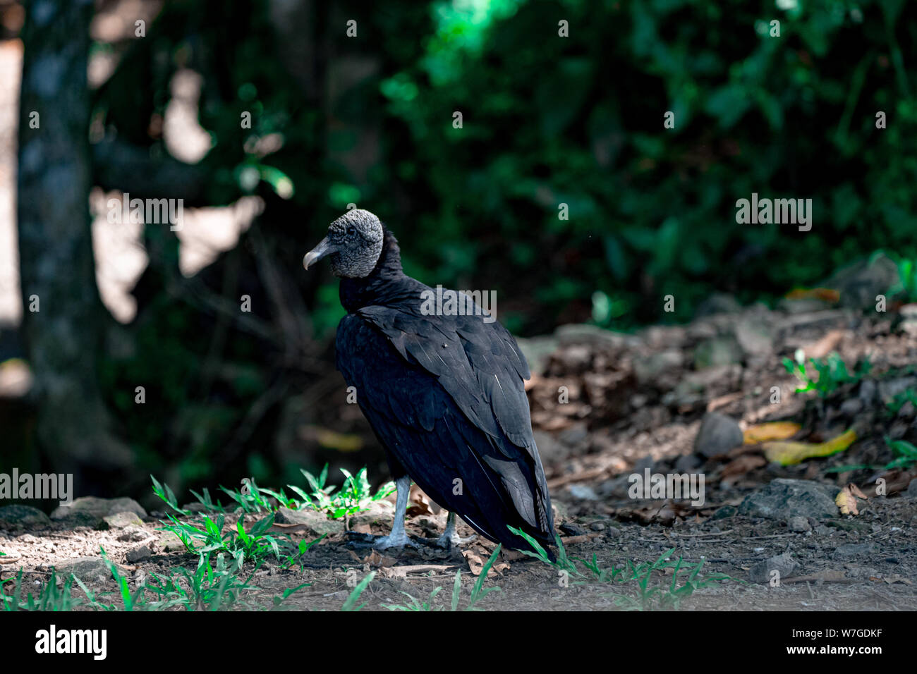 Vulture of central america hi-res stock photography and images - Alamy