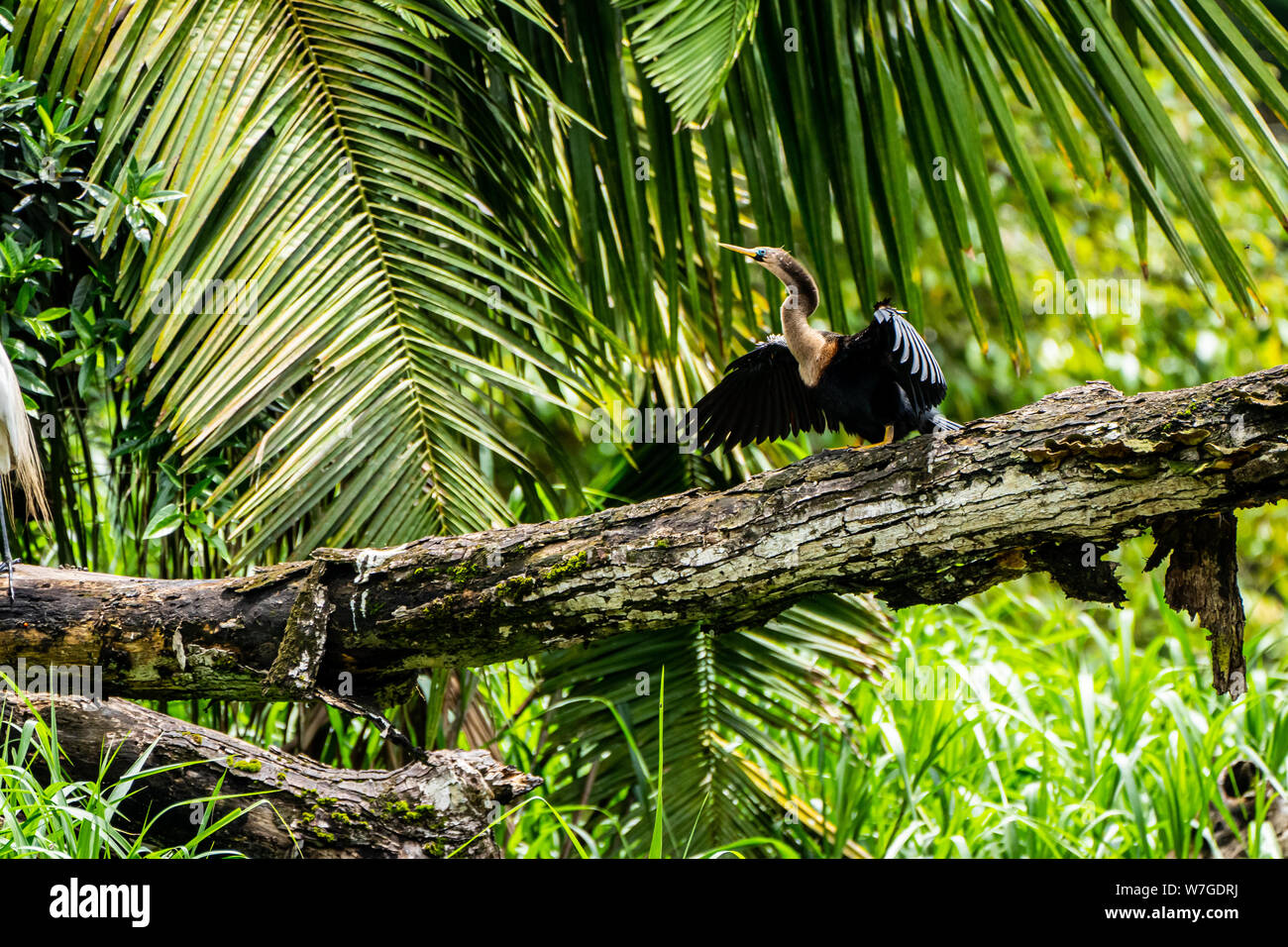 Anhinga (Anhinga anhinga) snake bird Stock Photo - Alamy
