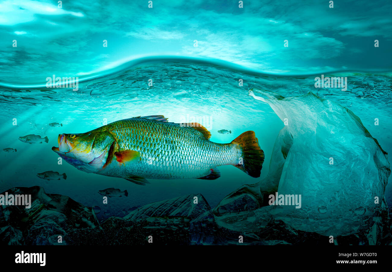 Plastic pollution in marine environmental problems Animals in the sea ...