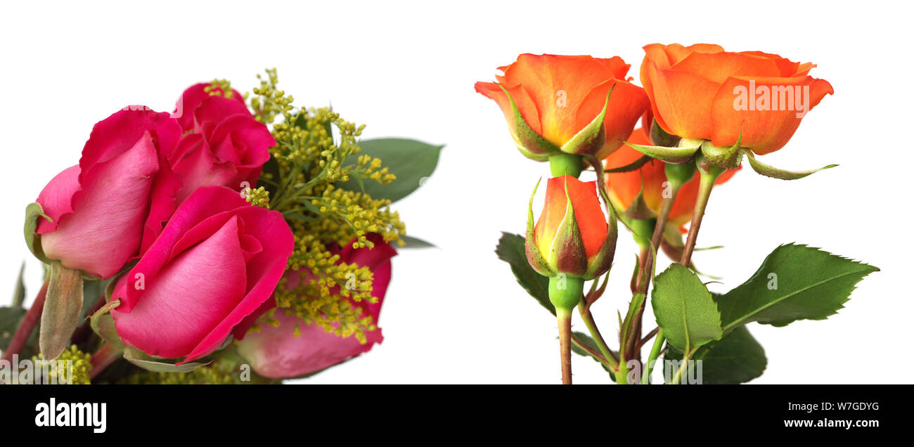 two bunches of rose flowers isolate on white background Stock Photo - Alamy