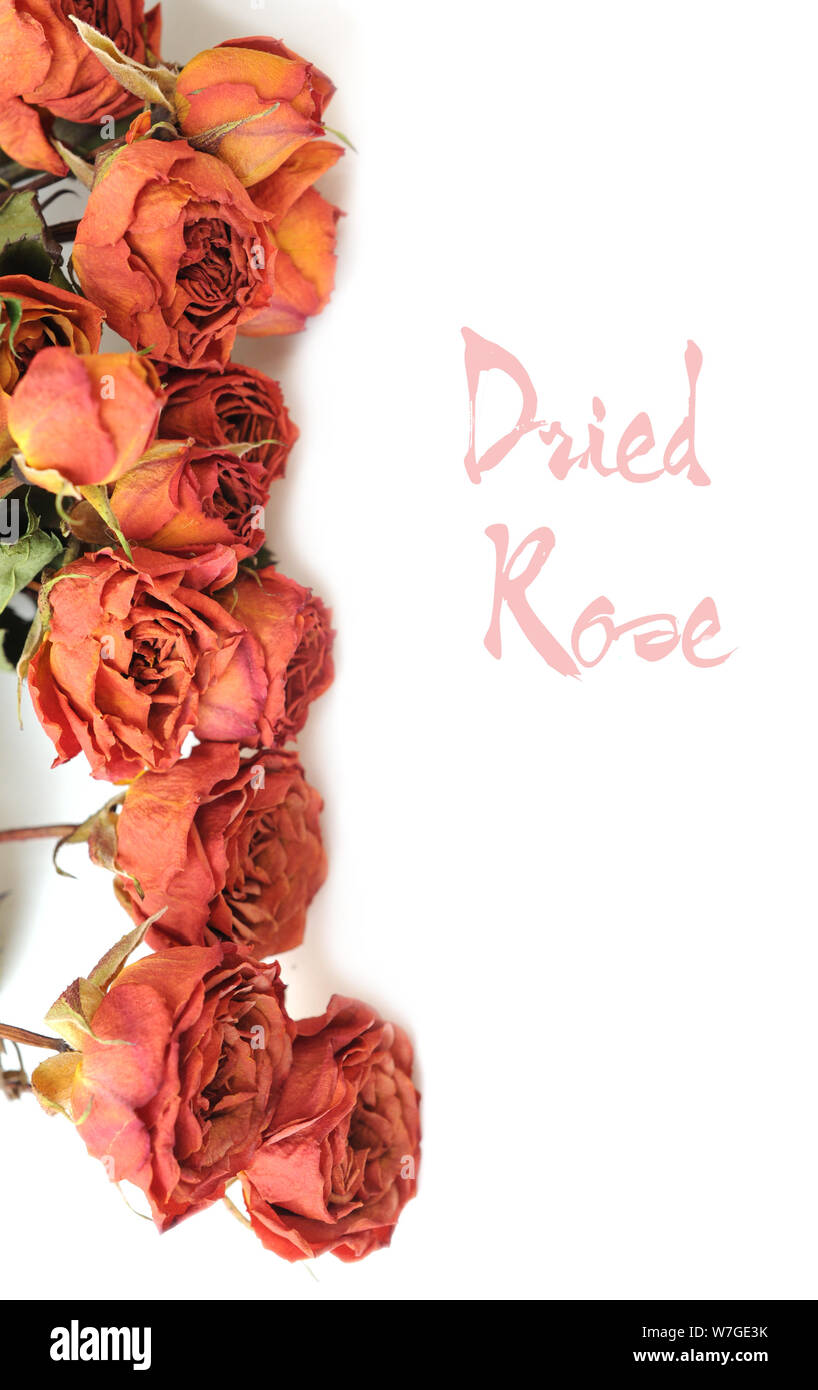 dried roses for background uses Stock Photo - Alamy