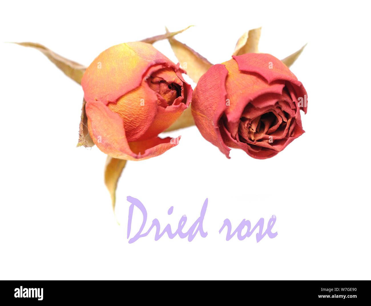 two dried rose isolated on white background Stock Photo - Alamy