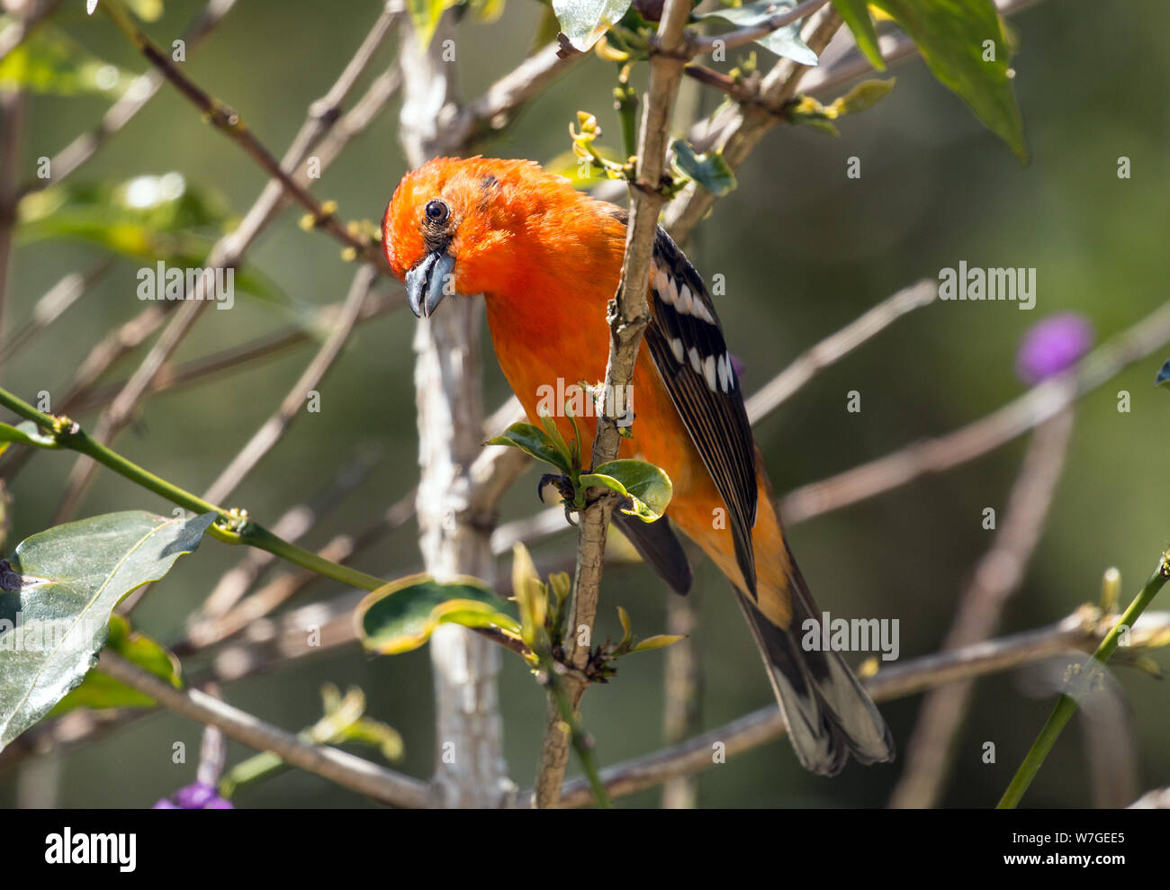 Closeup of Flame-colored Tanager perching in leafy tree Boquete,Panama ...