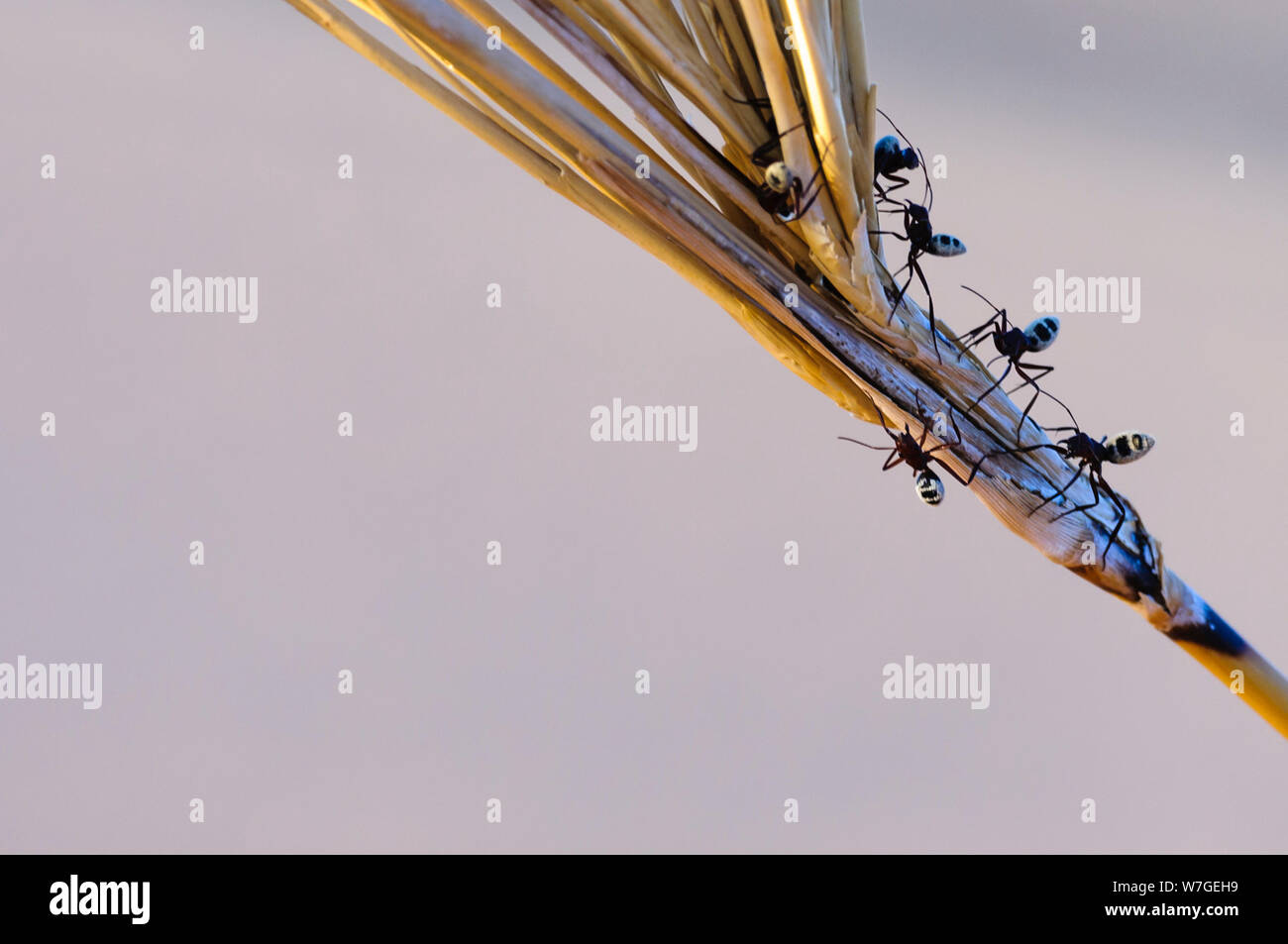 Namib Desert dune ant (Camponotus detritus), distinguishable by its ...