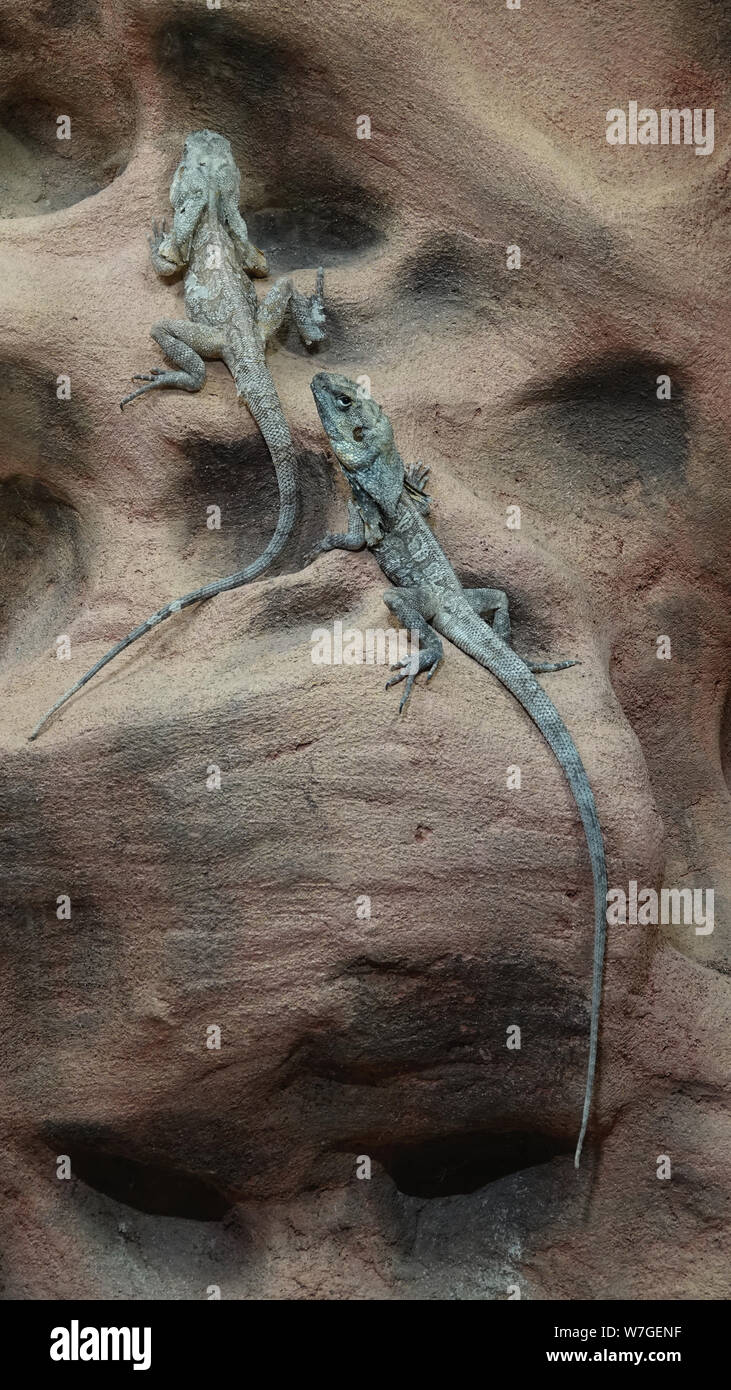 Lizards on a rock Stock Photo - Alamy