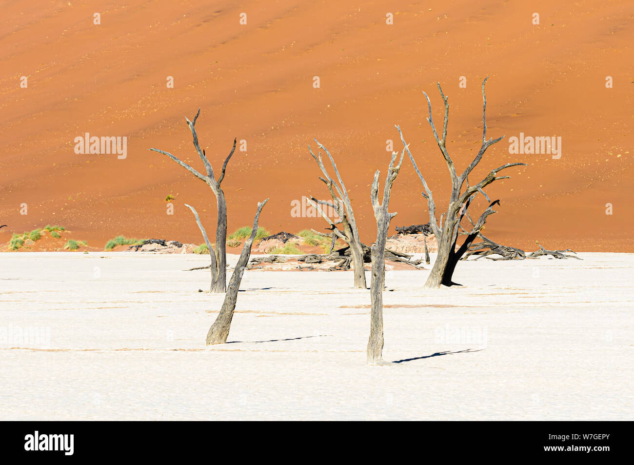 Camelthorn trees in Deadvlei, Sossusvlei, Namib Desert, Namibia Stock ...