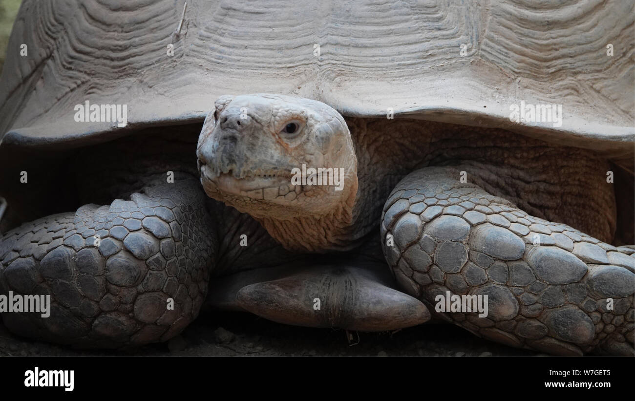 Skin of a turtle hi-res stock photography and images - Alamy