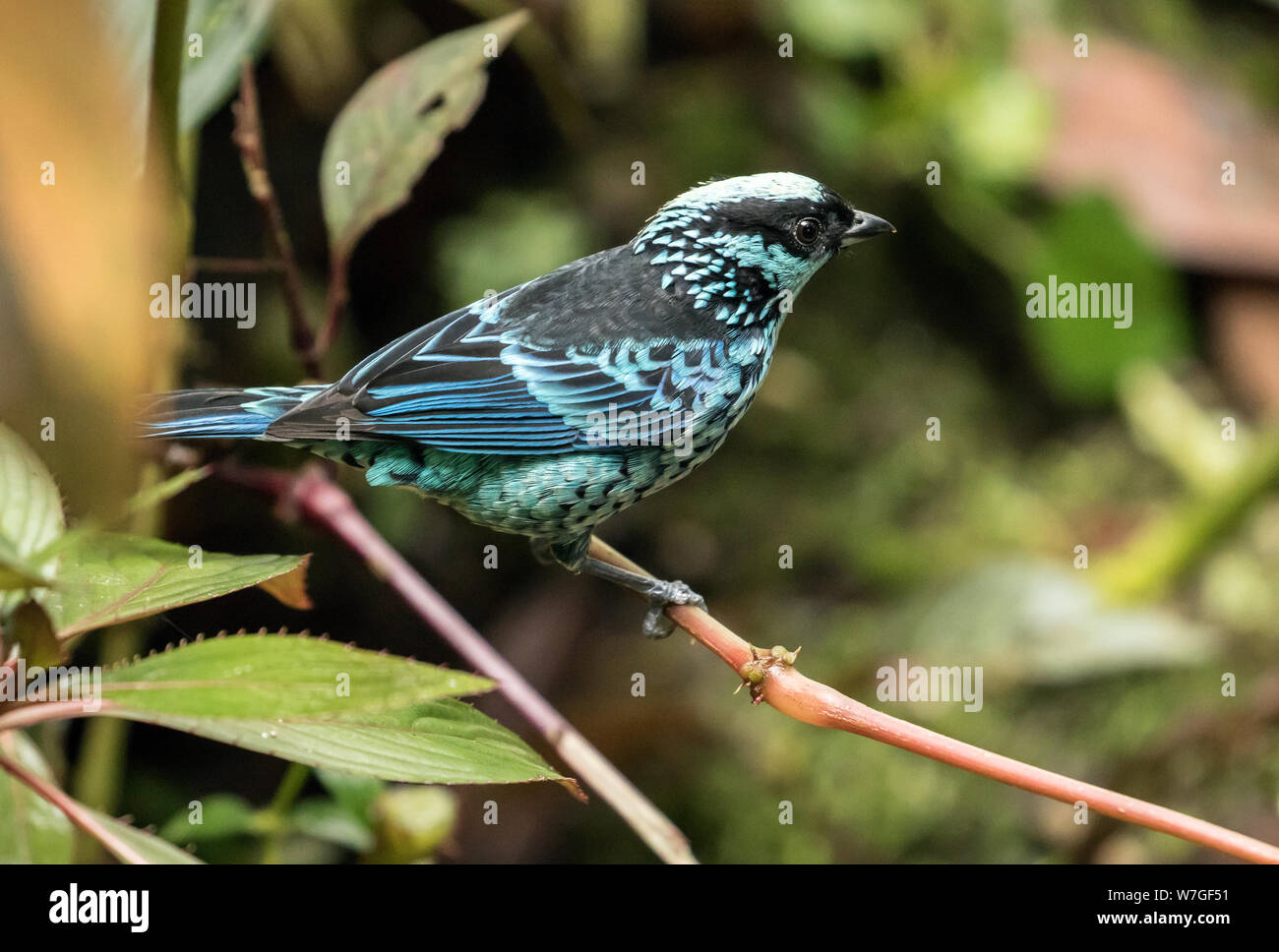 Portrait of beryl spangled tanager hi-res stock photography and images ...