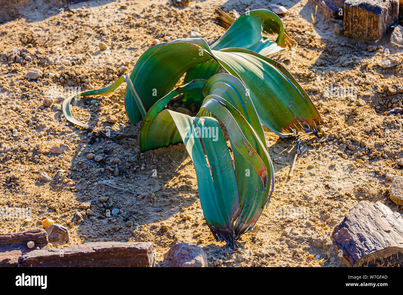 Small young welwitschia plant, found only in the arid deserts of ...
