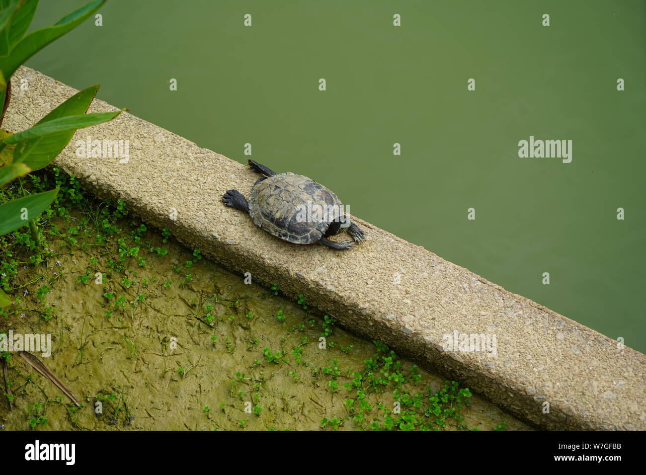 The Tortoise in the pond Stock Photo - Alamy