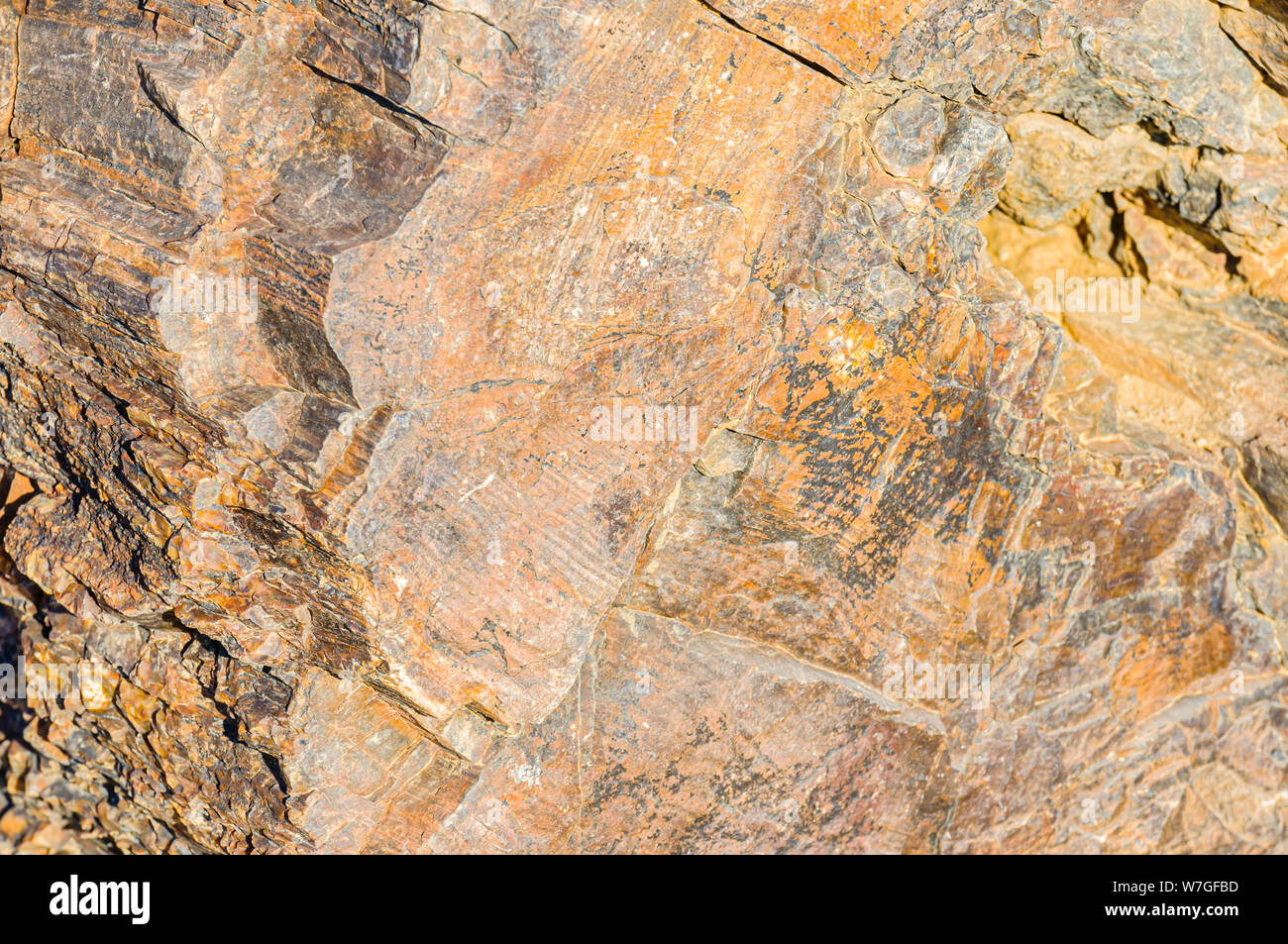 Fossilised tree trunk, with the rings stilll clearly visible, in the ...