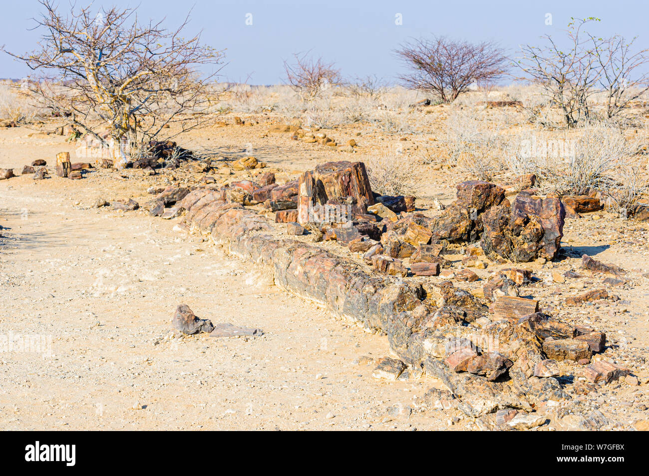 Fossilised tree trunk in the Petrified Forest, Twyfelfontein, Namibia ...