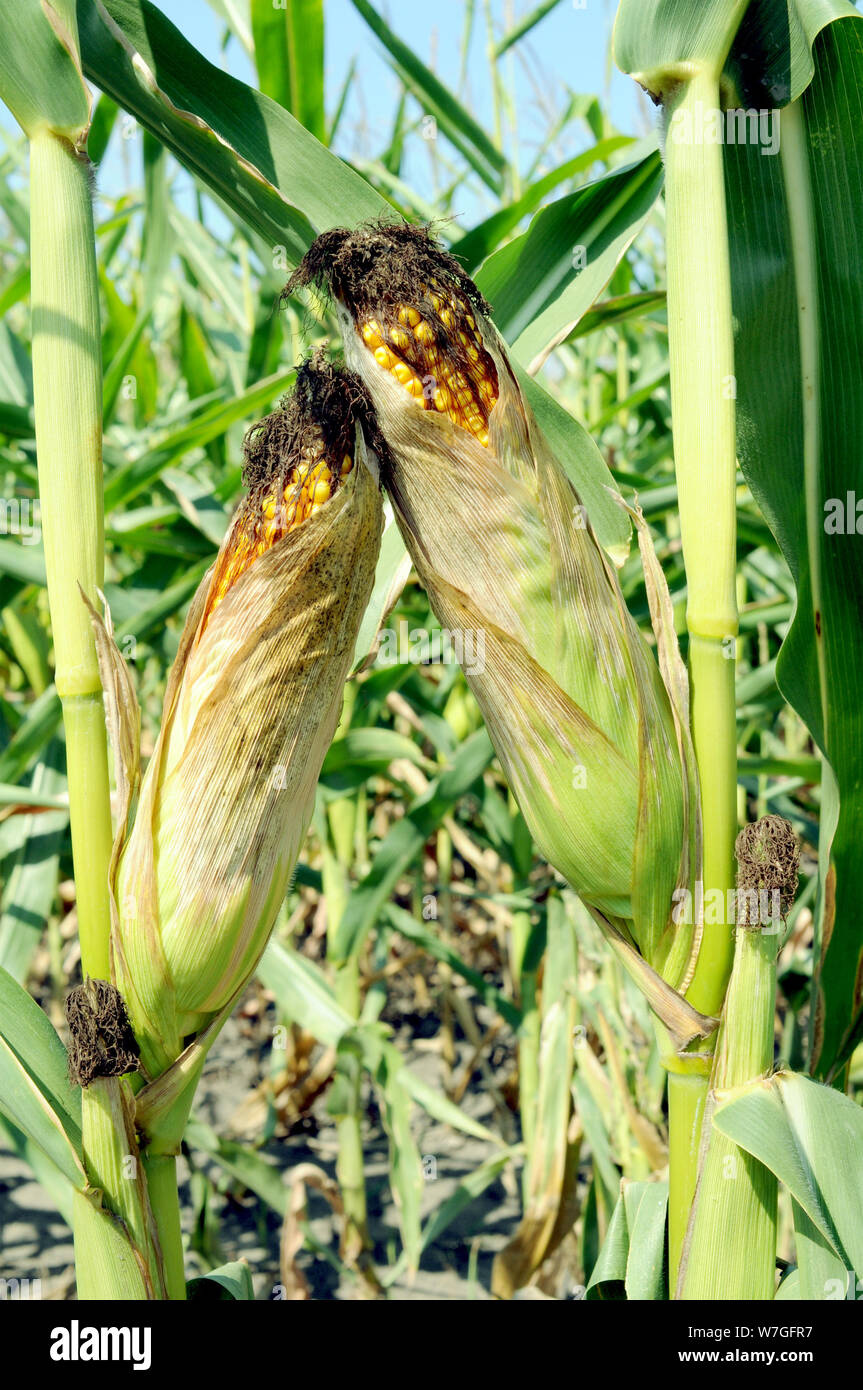 Fossil corn cob hi-res stock photography and images - Alamy
