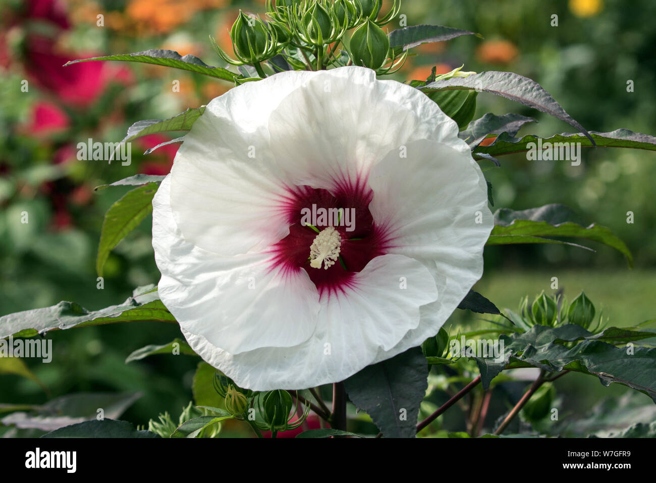 Hibiscus buds hi-res stock photography and images - Alamy