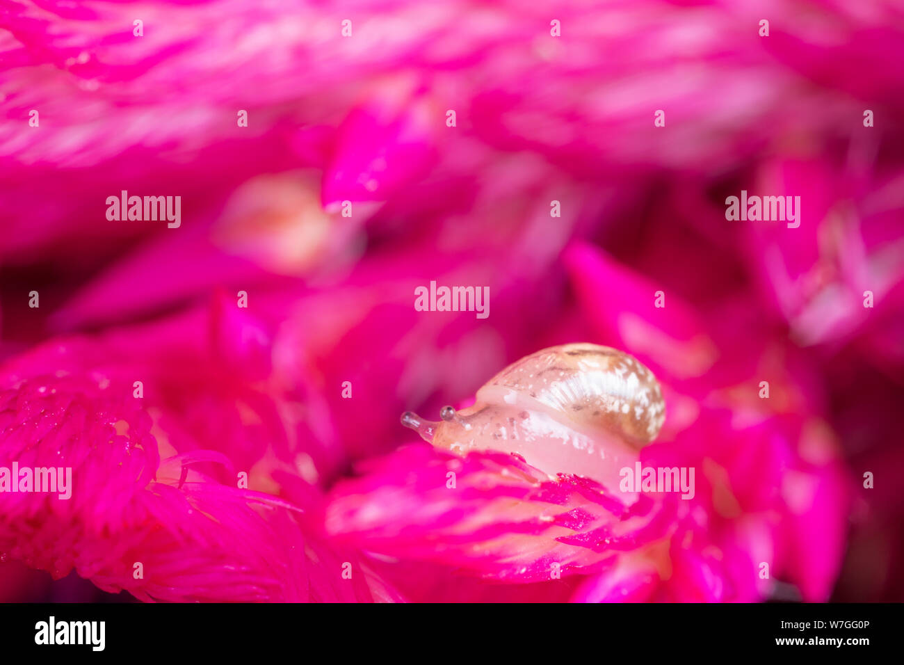 Slug on flower hi-res stock photography and images - Alamy