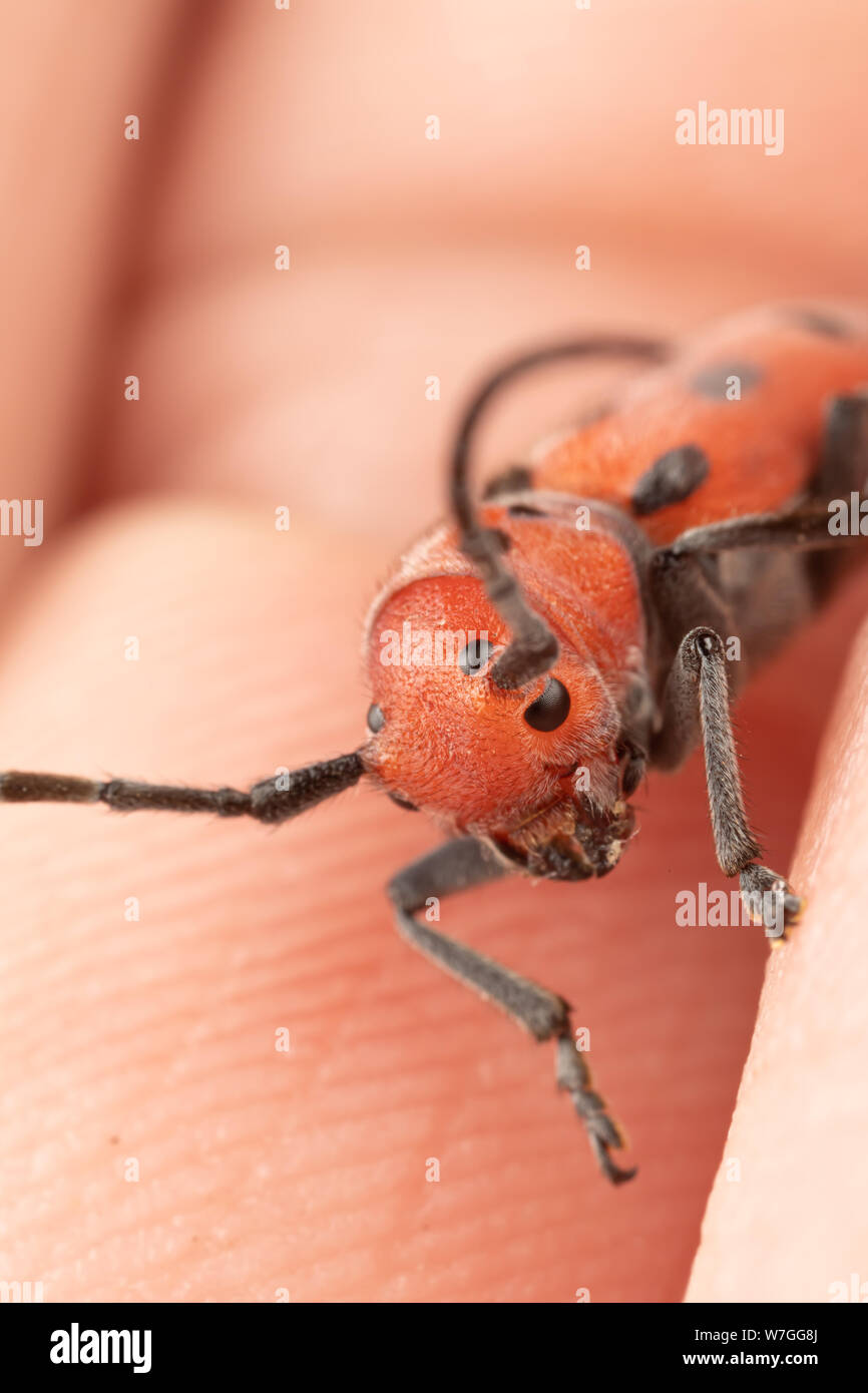 Red and black milkweed bugs hi-res stock photography and images - Alamy