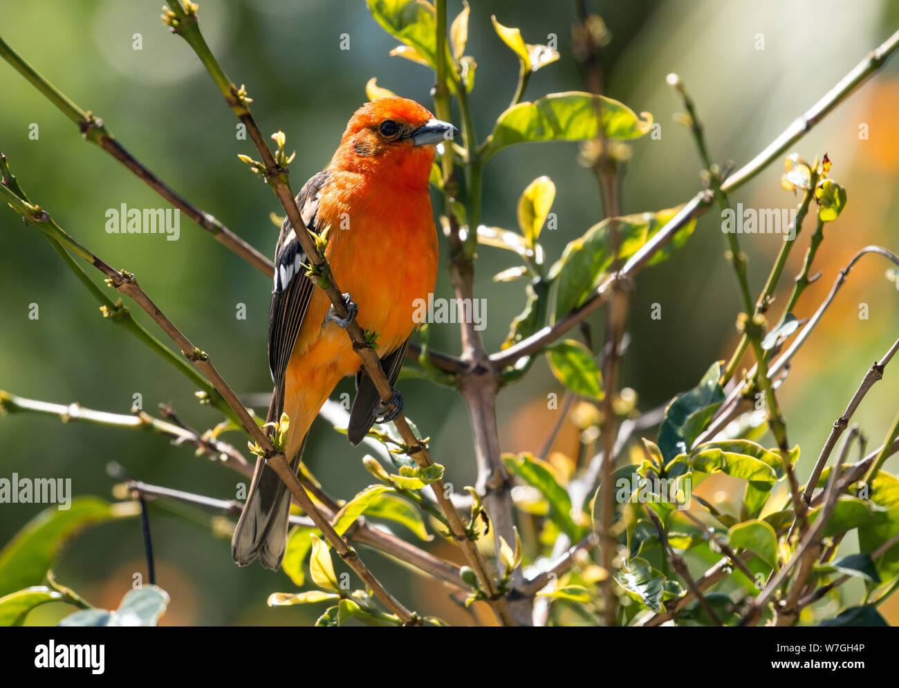Closeup of Flame-colored Tanager perching on leafy branch,Boquete ...